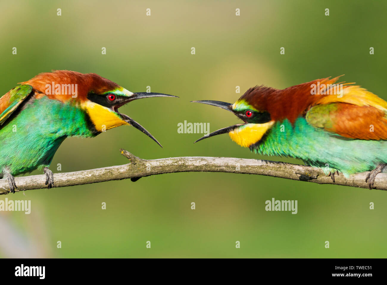 Animal wildlife conflict hi-res stock photography and images - Alamy