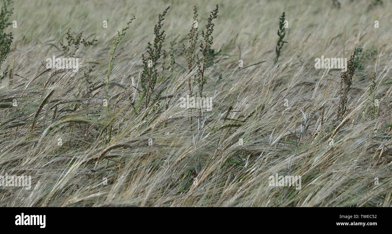 large field of rye in the autumn Stock Photo - Alamy