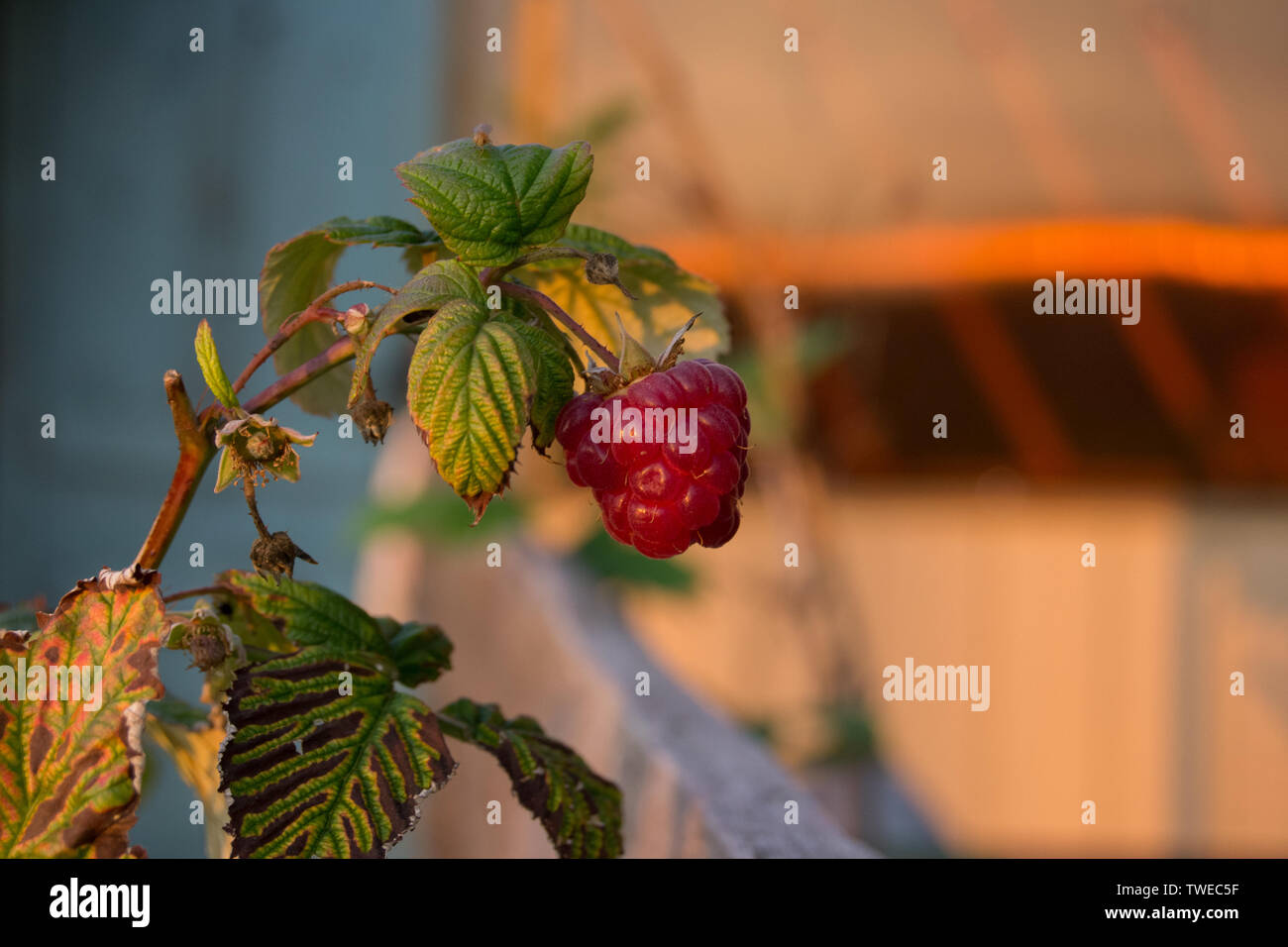 one red and ripe raspberry on a branch Stock Photo - Alamy