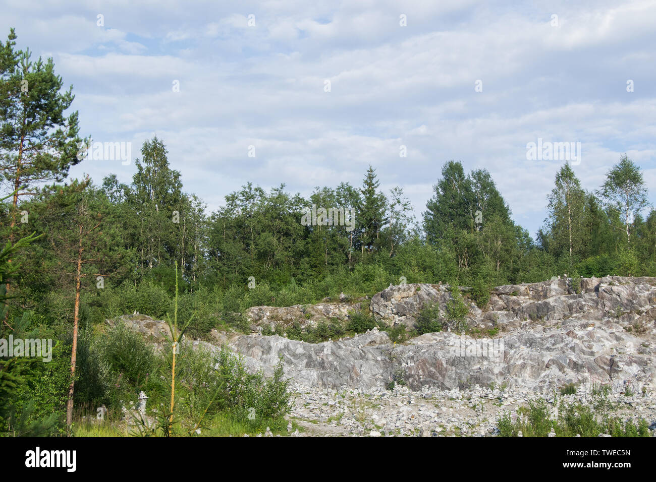wildlife landscape with trees and sky in the daytime Stock Photo - Alamy