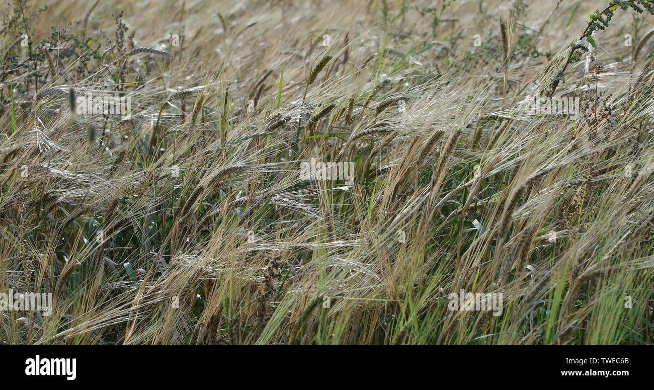 large field of rye in the autumn Stock Photo - Alamy