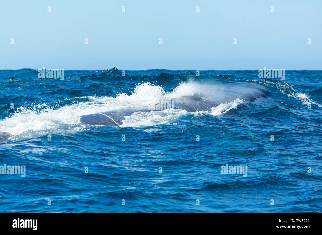 BLUE WHALE (Balaenoptera musculus Stock Photo - Alamy
