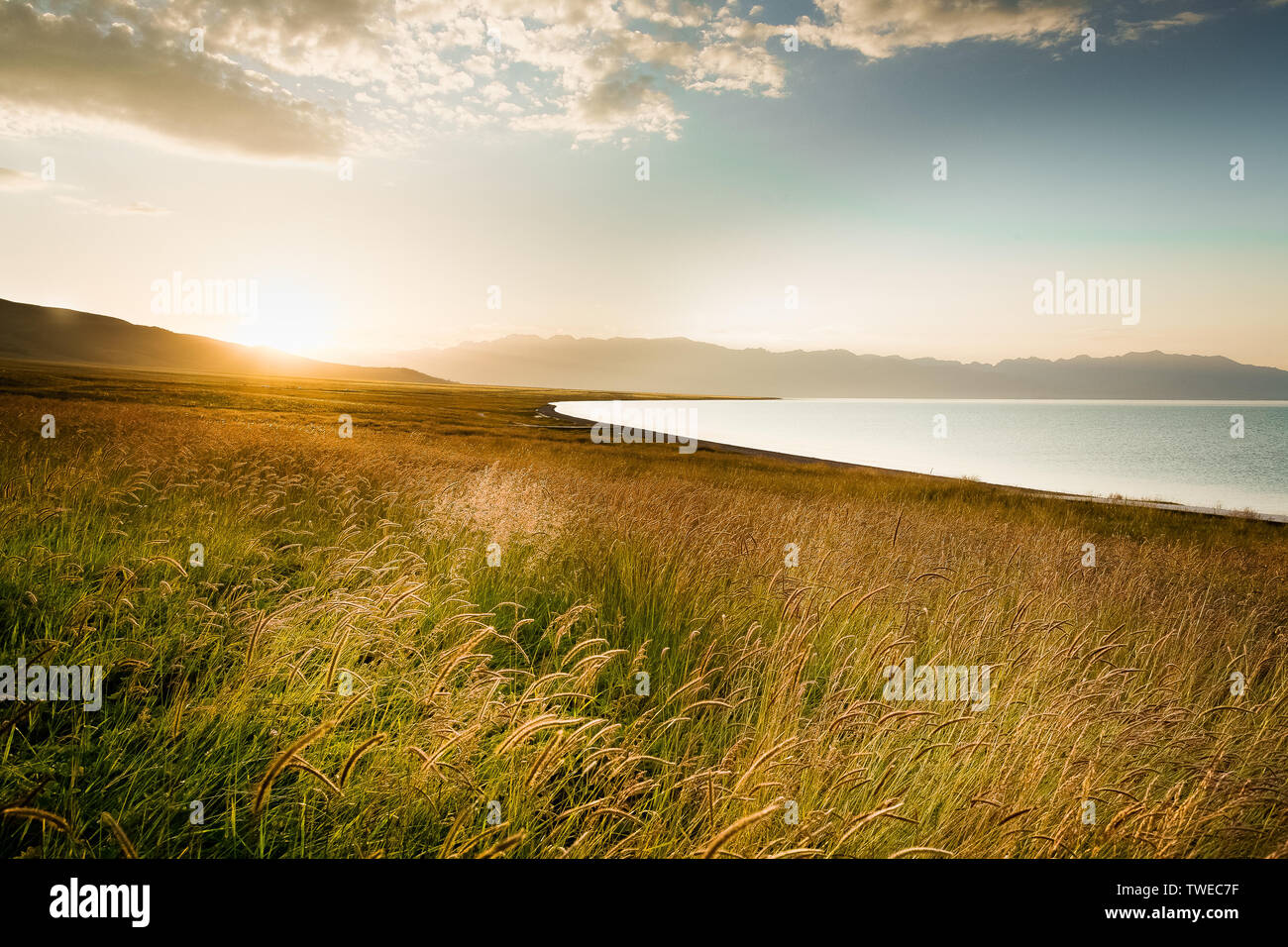 At sunset, Reed Beach in the backlight by Sailimu Lake Stock Photo - Alamy