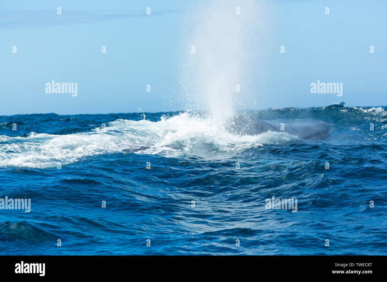 BLUE WHALE (Balaenoptera musculus Stock Photo - Alamy