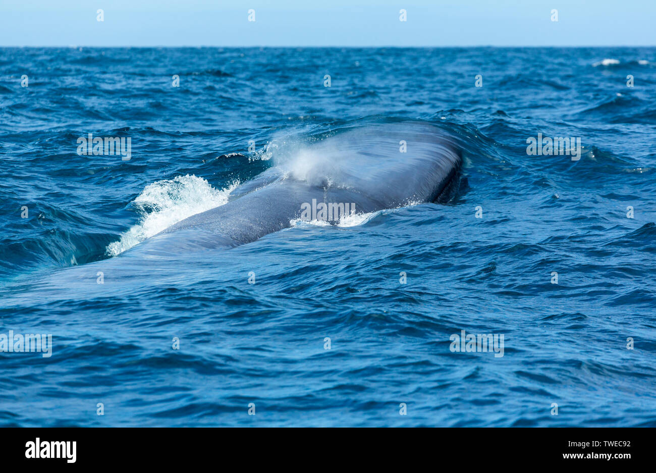 BLUE WHALE (Balaenoptera musculus Stock Photo - Alamy