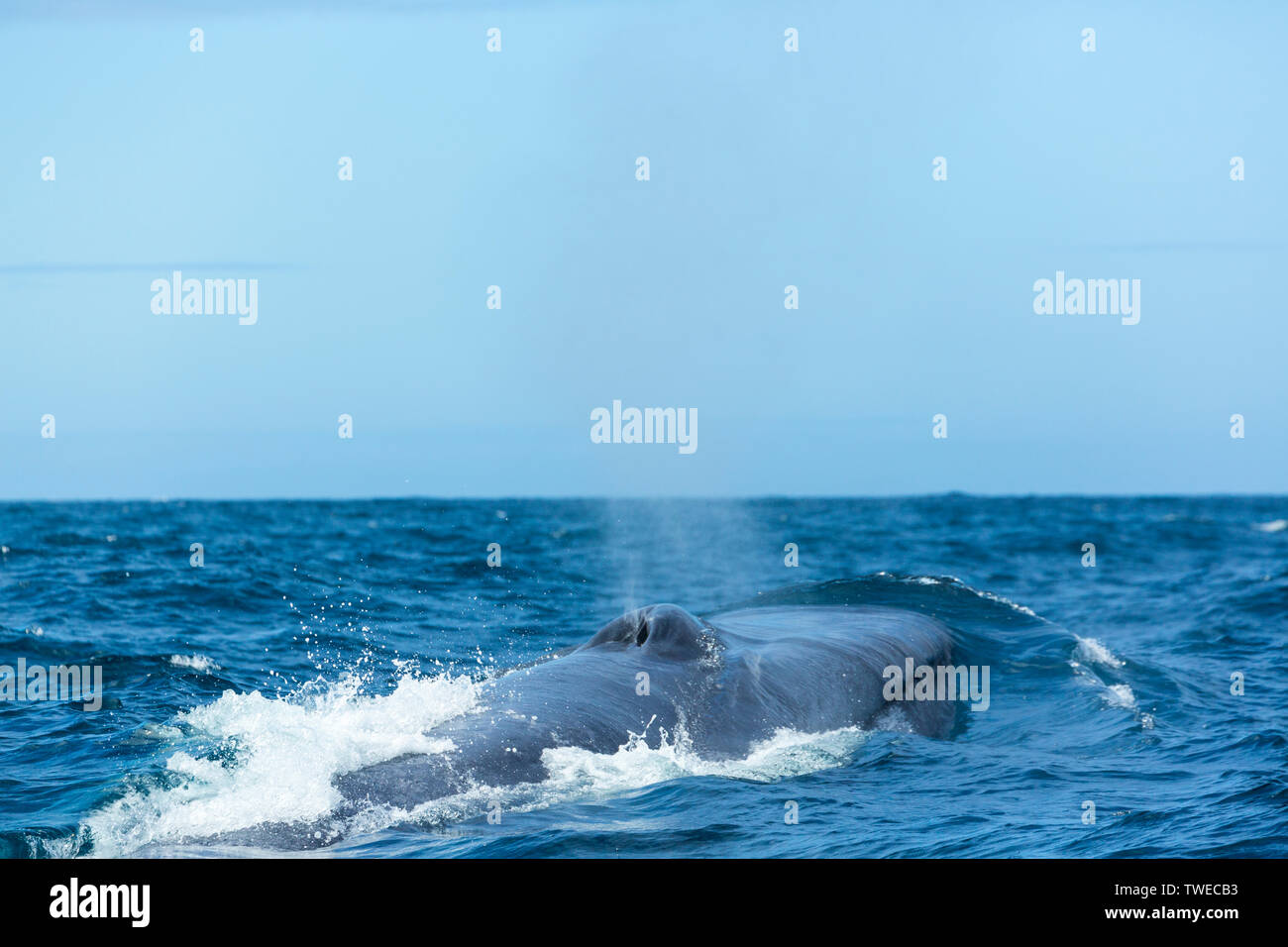 BLUE WHALE (Balaenoptera musculus Stock Photo - Alamy