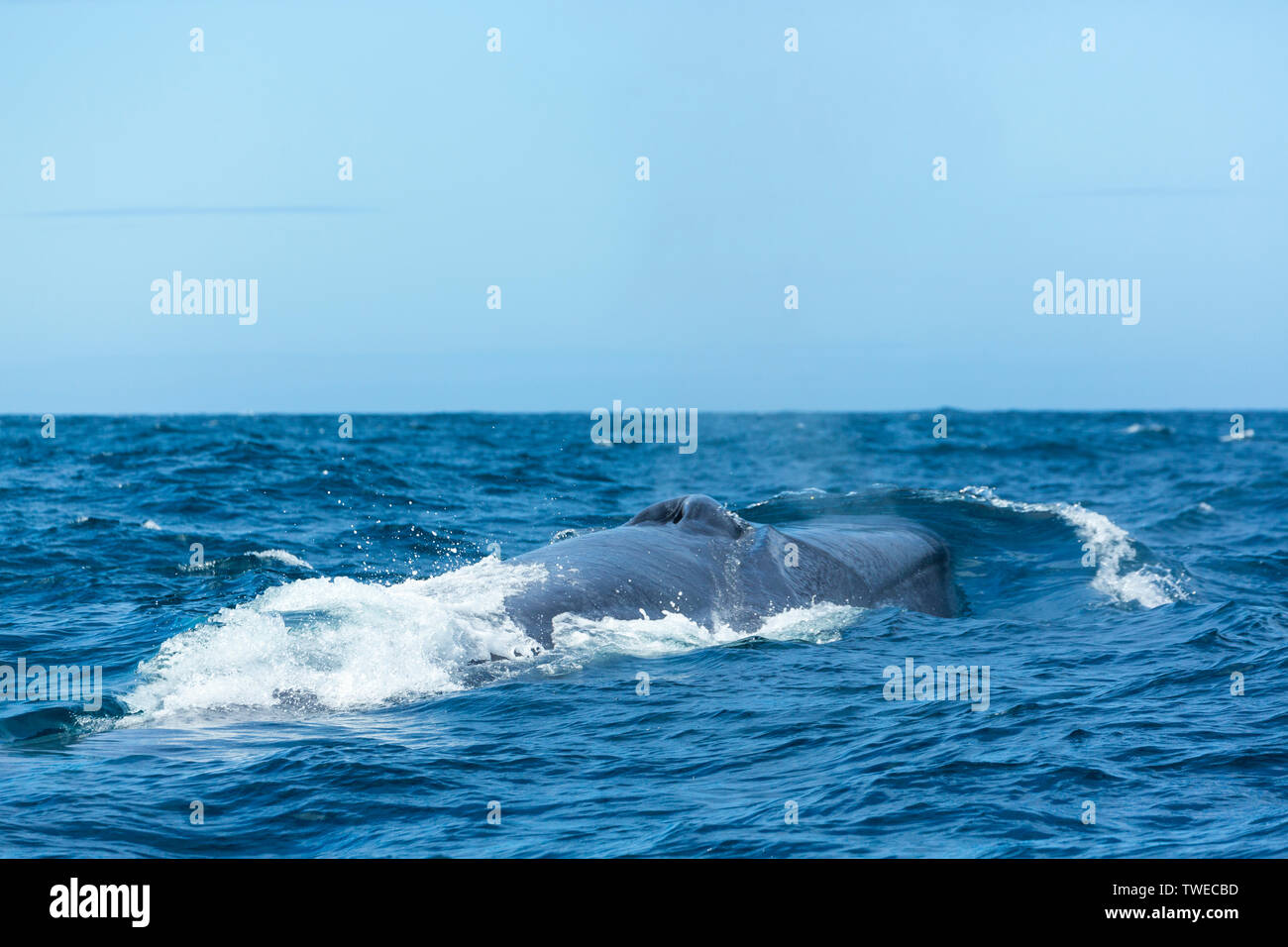 BLUE WHALE (Balaenoptera musculus Stock Photo - Alamy