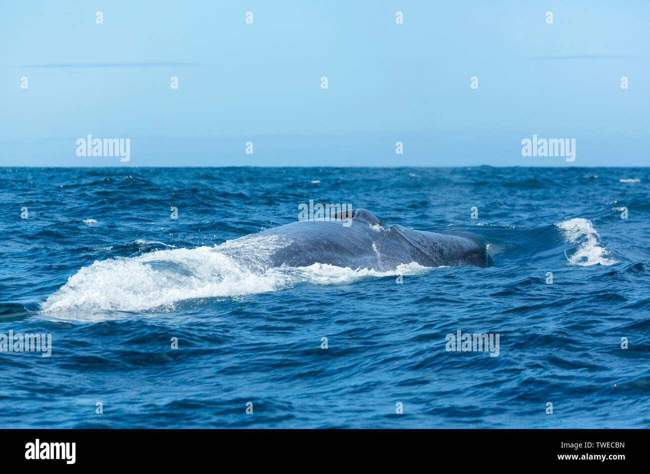BLUE WHALE (Balaenoptera musculus Stock Photo - Alamy