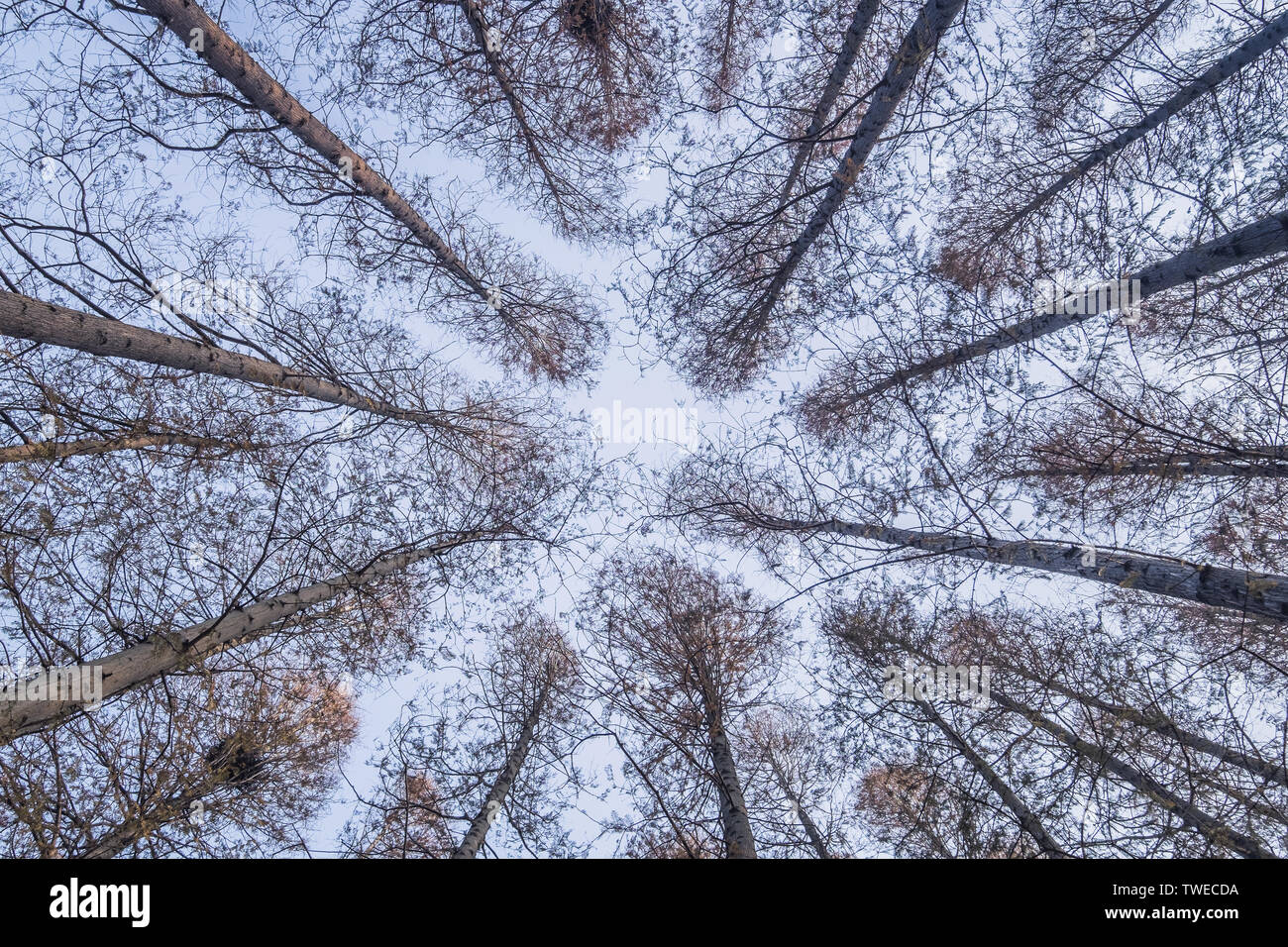 Tall straight tree hi-res stock photography and images - Alamy