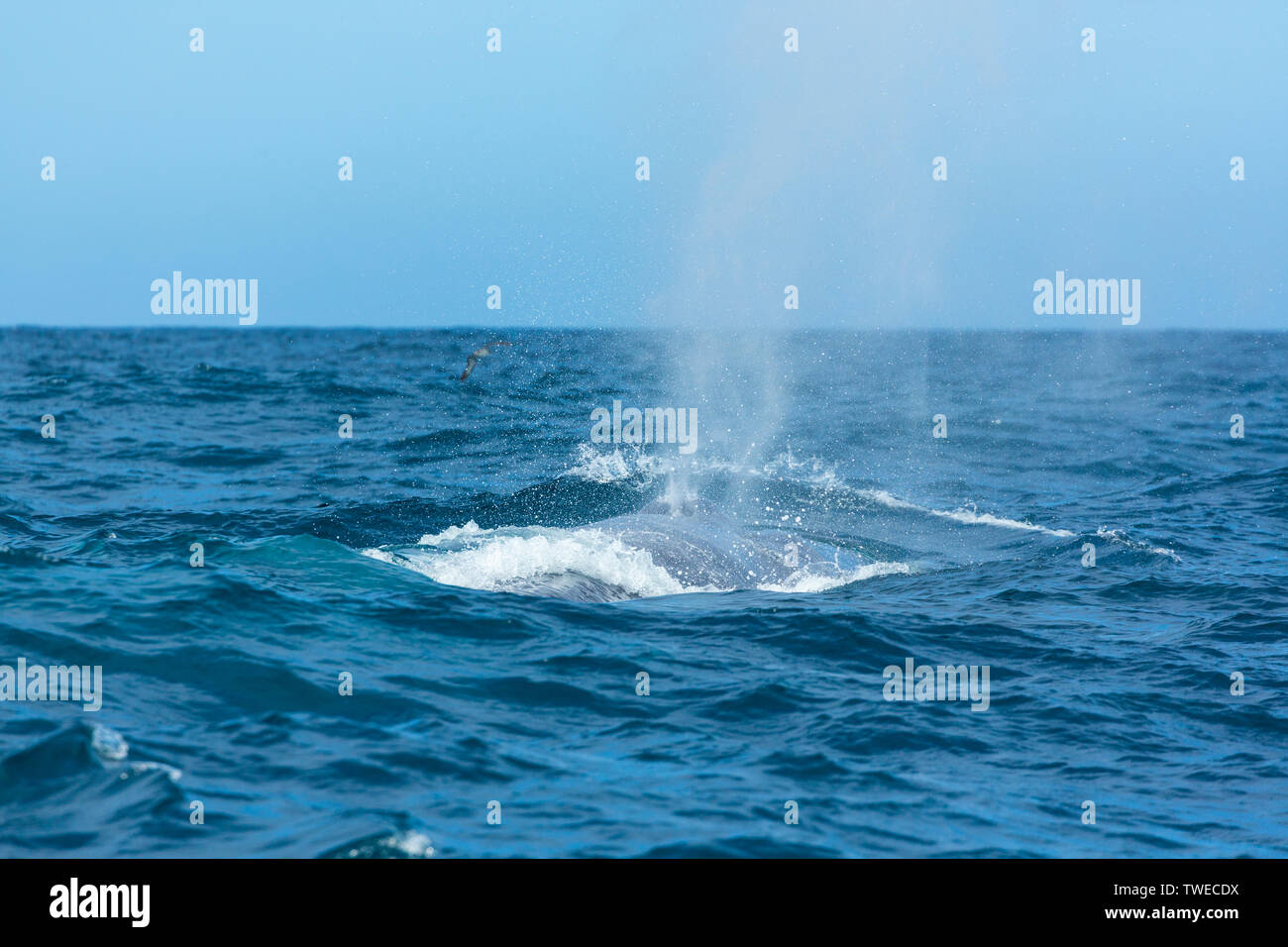 BLUE WHALE (Balaenoptera musculus Stock Photo - Alamy