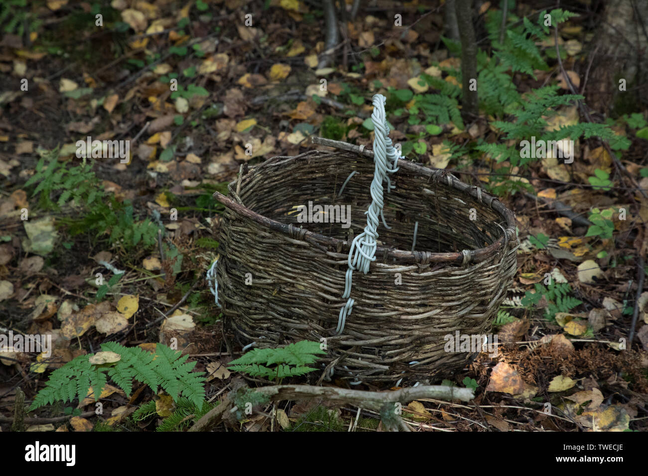 wooden basket in the forest on the ground in the autumn season Stock ...