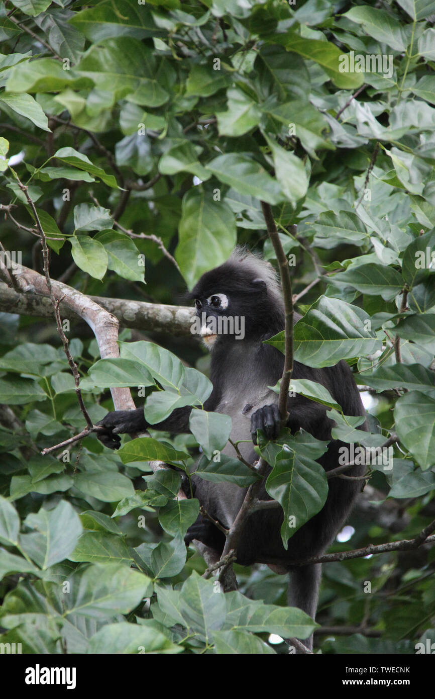 Dusky Leaf monkey (Trachypithecus obscurus) on a tree, Malaysia Stock ...