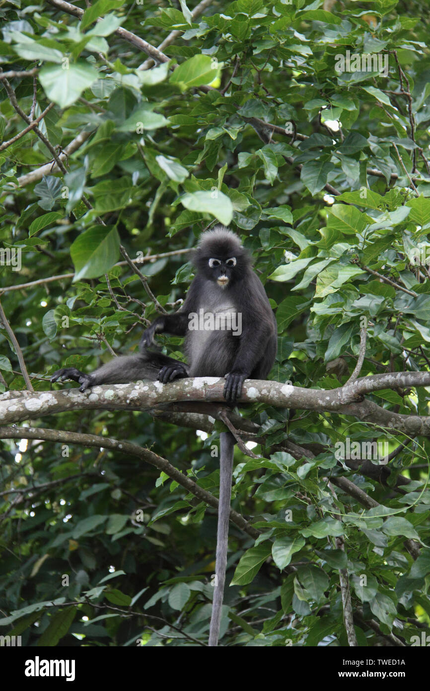 Dusky Leaf monkey (Trachypithecus obscurus) on a tree, Malaysia Stock ...