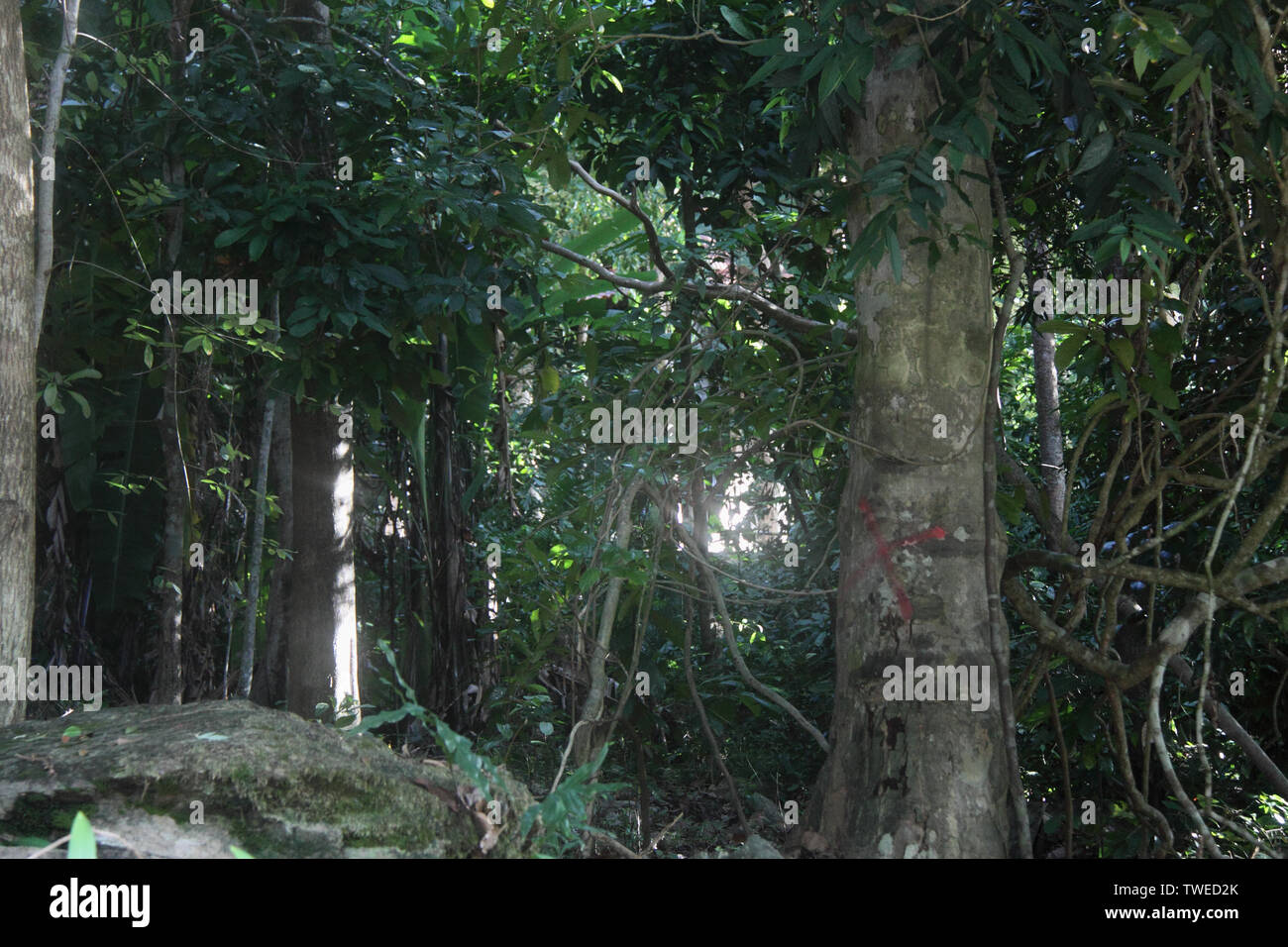 Trees in a forest, Malaysia Stock Photo - Alamy