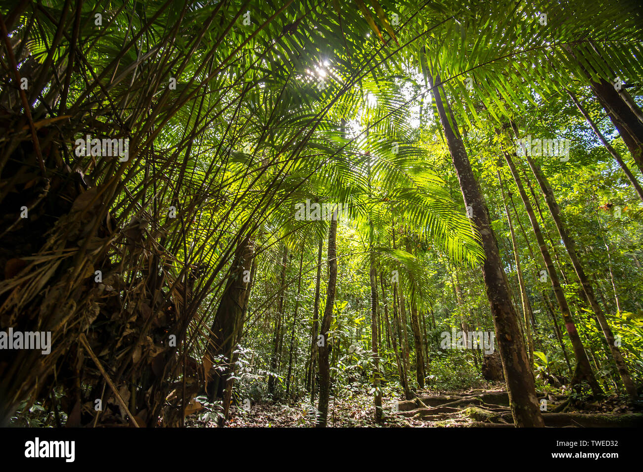 Lambir National Park forest Stock Photo - Alamy