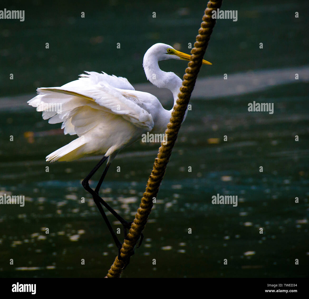 Egrets, all kinds of birds Stock Photo - Alamy