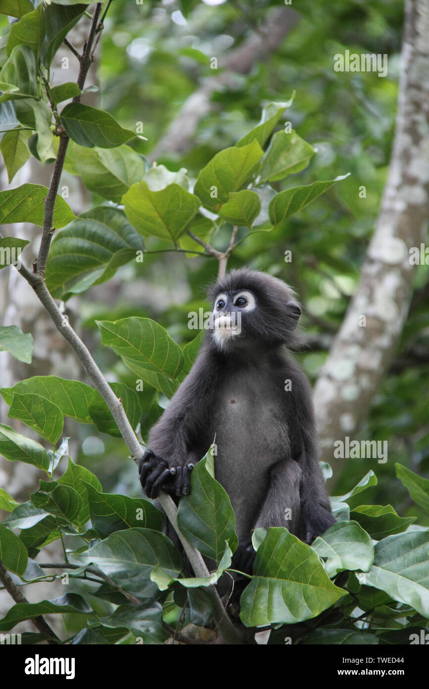 Dusky Leaf monkey (Trachypithecus obscurus) on a tree, Malaysia Stock ...
