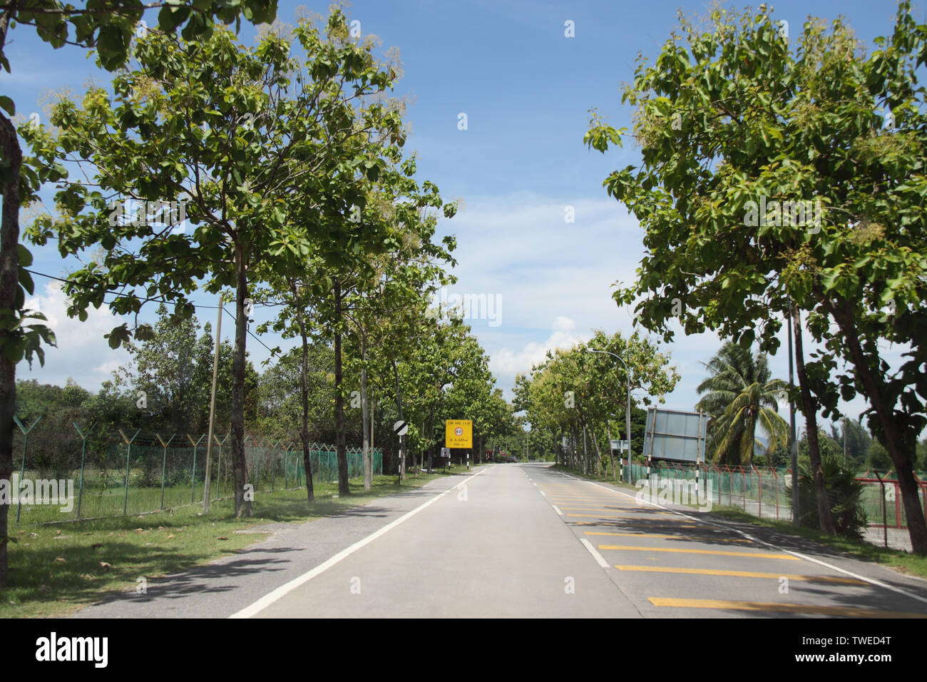 Trees along a road, Malaysia Stock Photo - Alamy