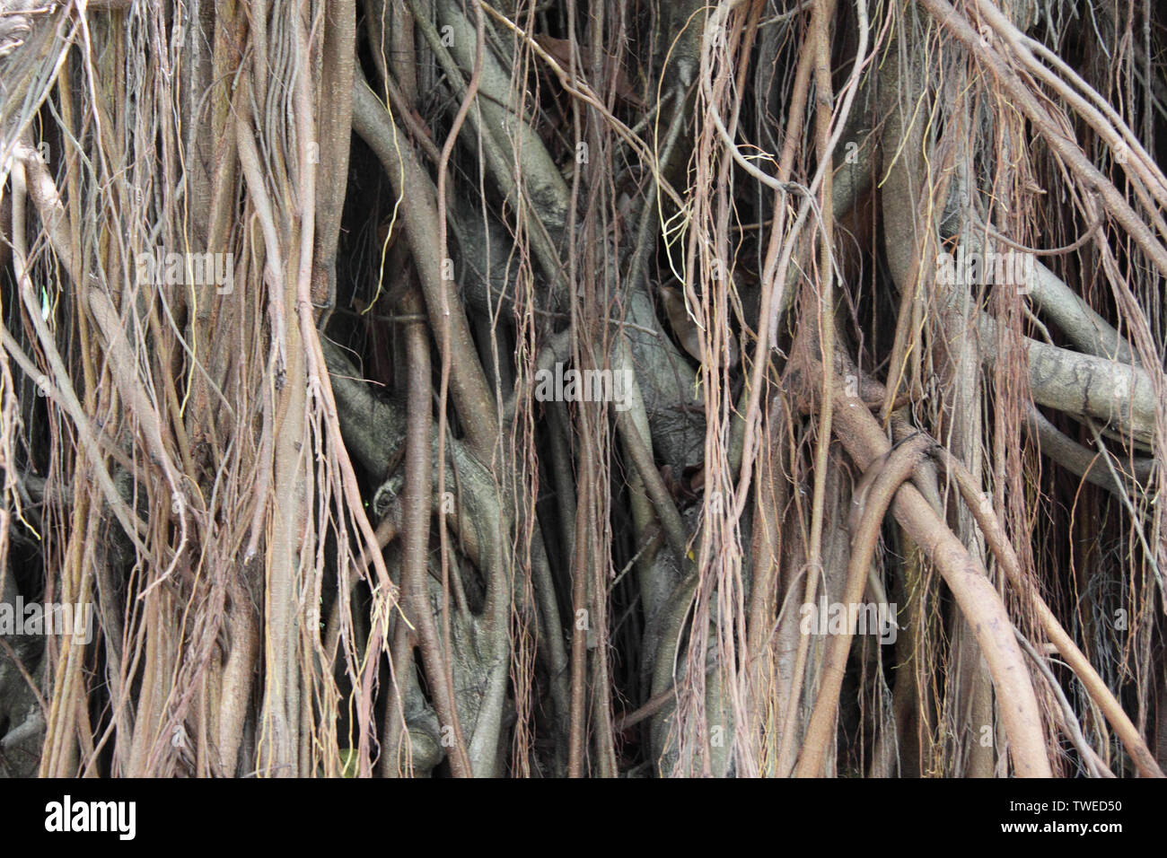 Supporting root hi-res stock photography and images - Alamy