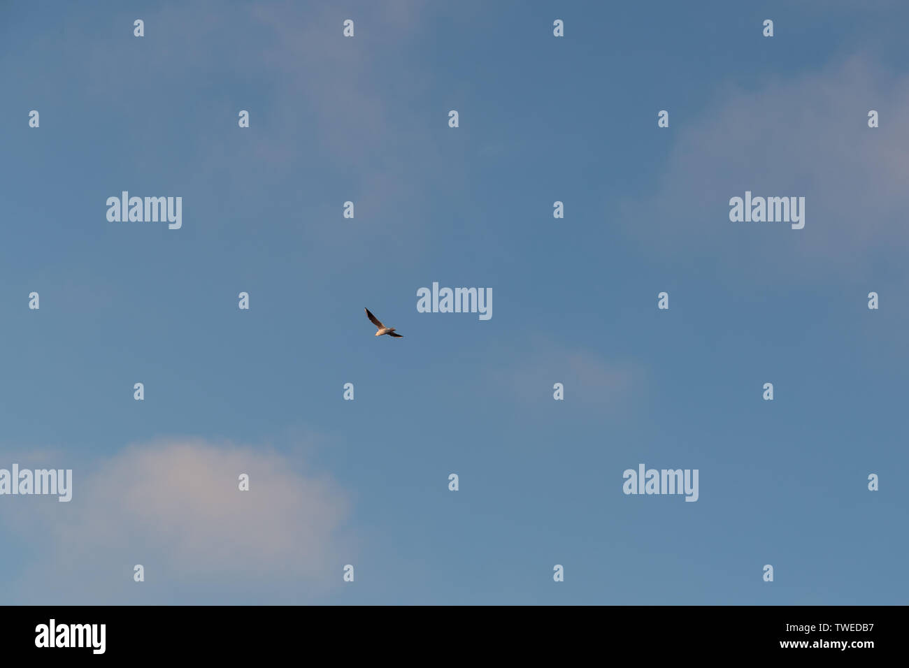 Flight wallpaper hi-res stock photography and images - Alamy