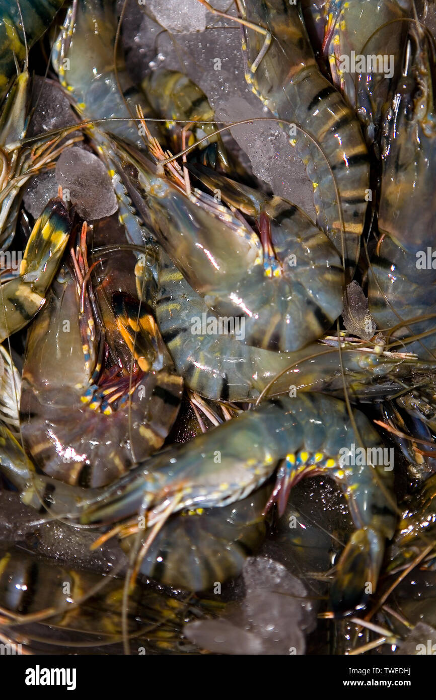 Lots of shrimp hi-res stock photography and images - Alamy