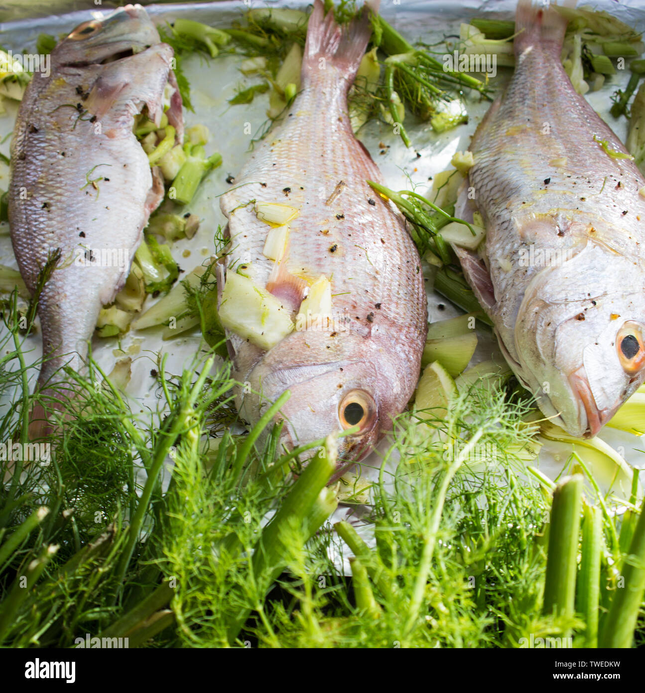 Fresh fish straight from the sea Stock Photo - Alamy