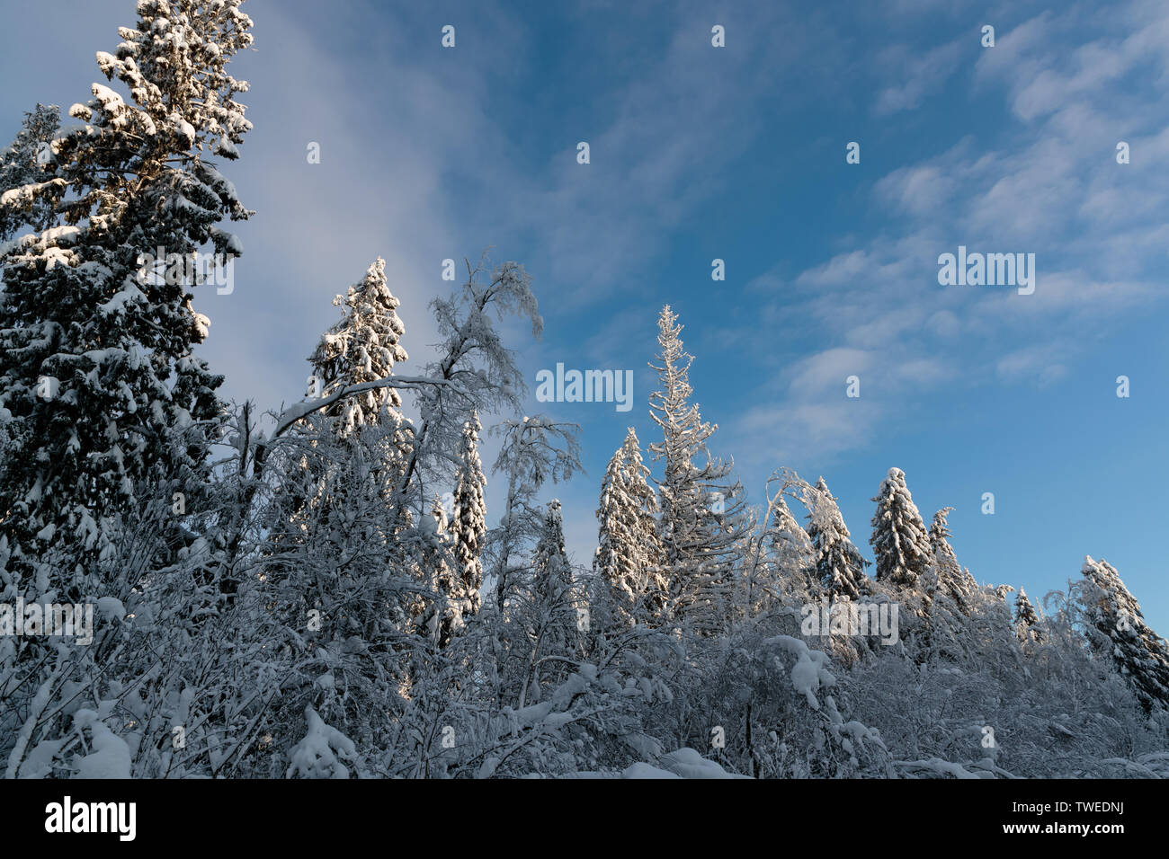 cold and winter landscapes with snow in Russia Stock Photo - Alamy