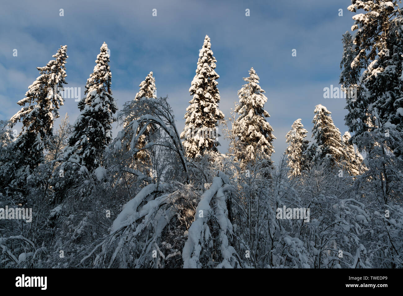 cold and winter landscapes with snow in Russia Stock Photo - Alamy