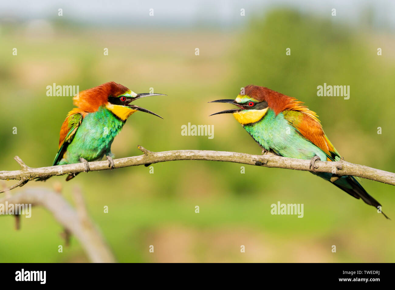 Birds Communicate High Resolution Stock Photography and Images - Alamy