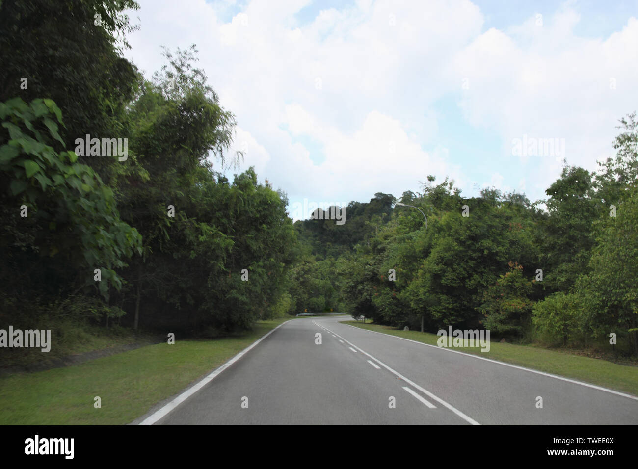 Trees along a road, Malaysia Stock Photo - Alamy