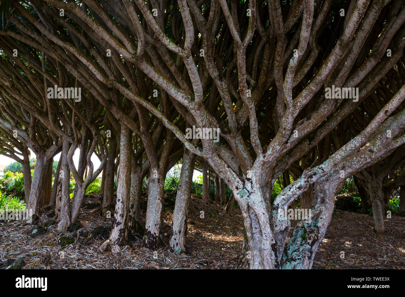 Dracaena draco, the Canary Islands dragon tree or drago Stock Photo - Alamy