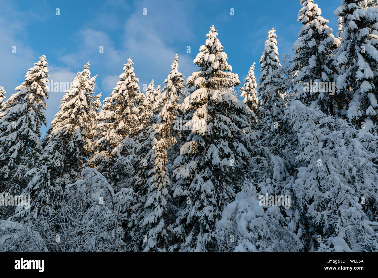 cold and winter landscapes with snow in Russia Stock Photo - Alamy