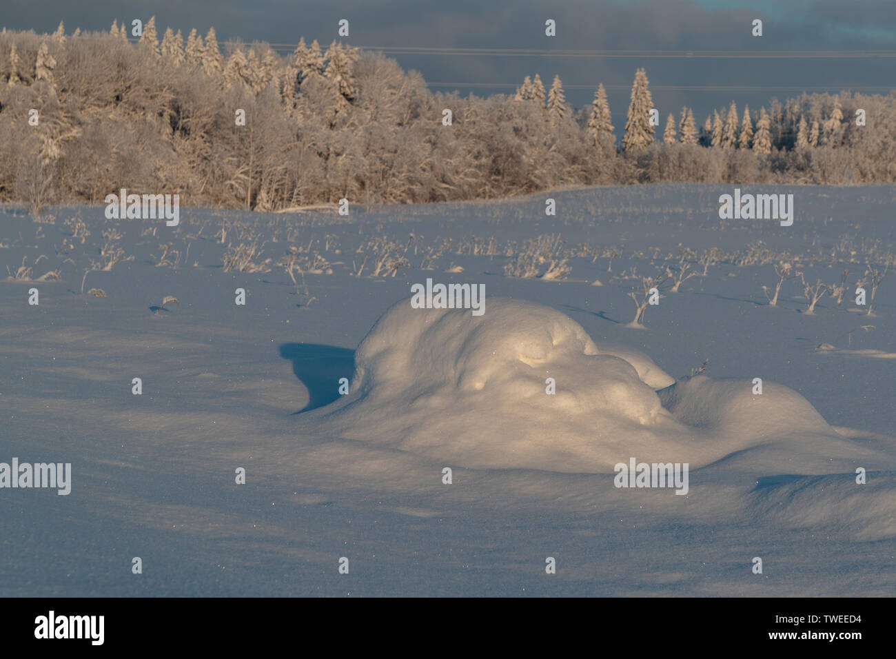 cold and winter landscapes with snow in Russia Stock Photo - Alamy