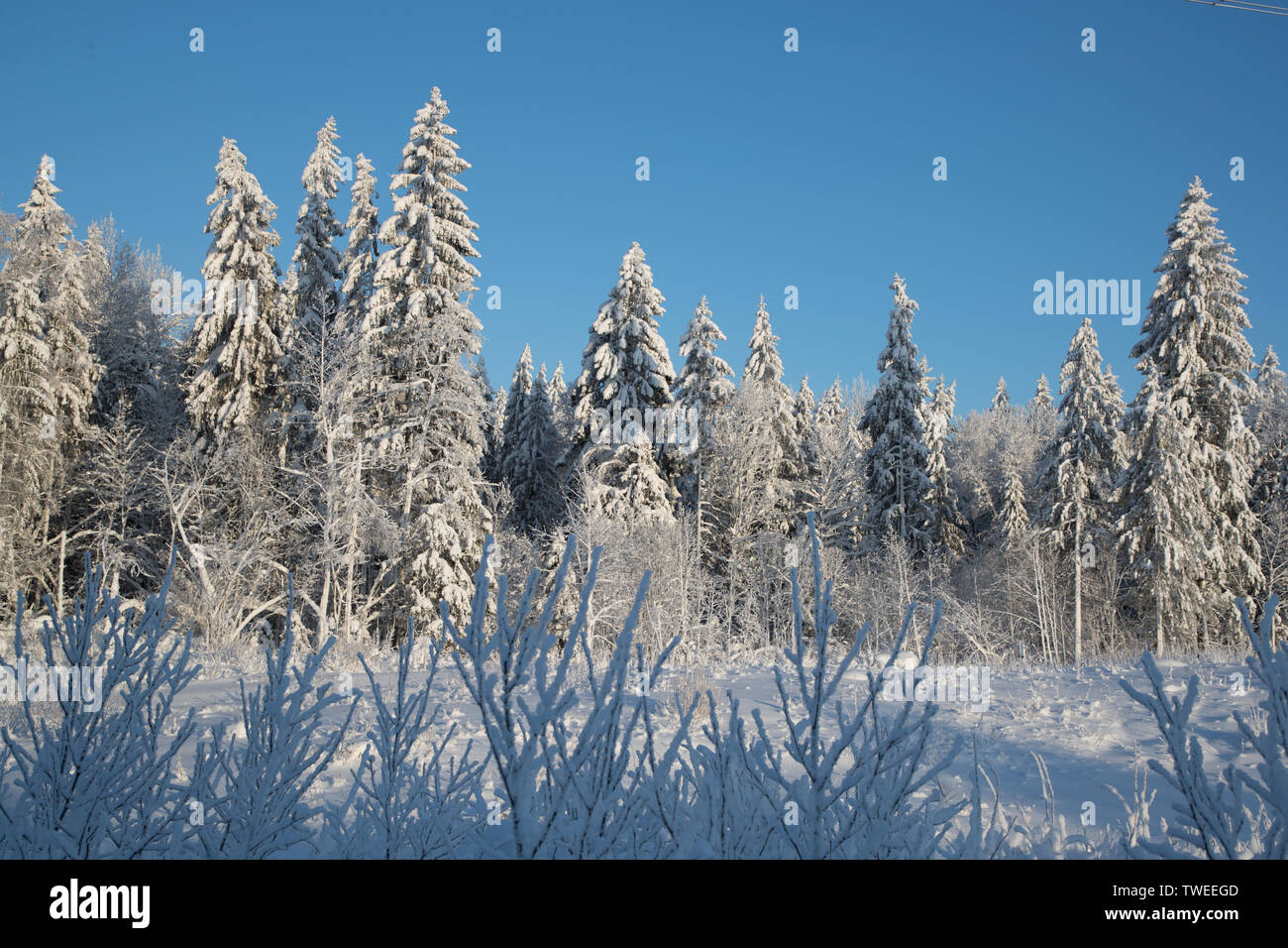 cold and winter landscapes with snow in Russia Stock Photo - Alamy