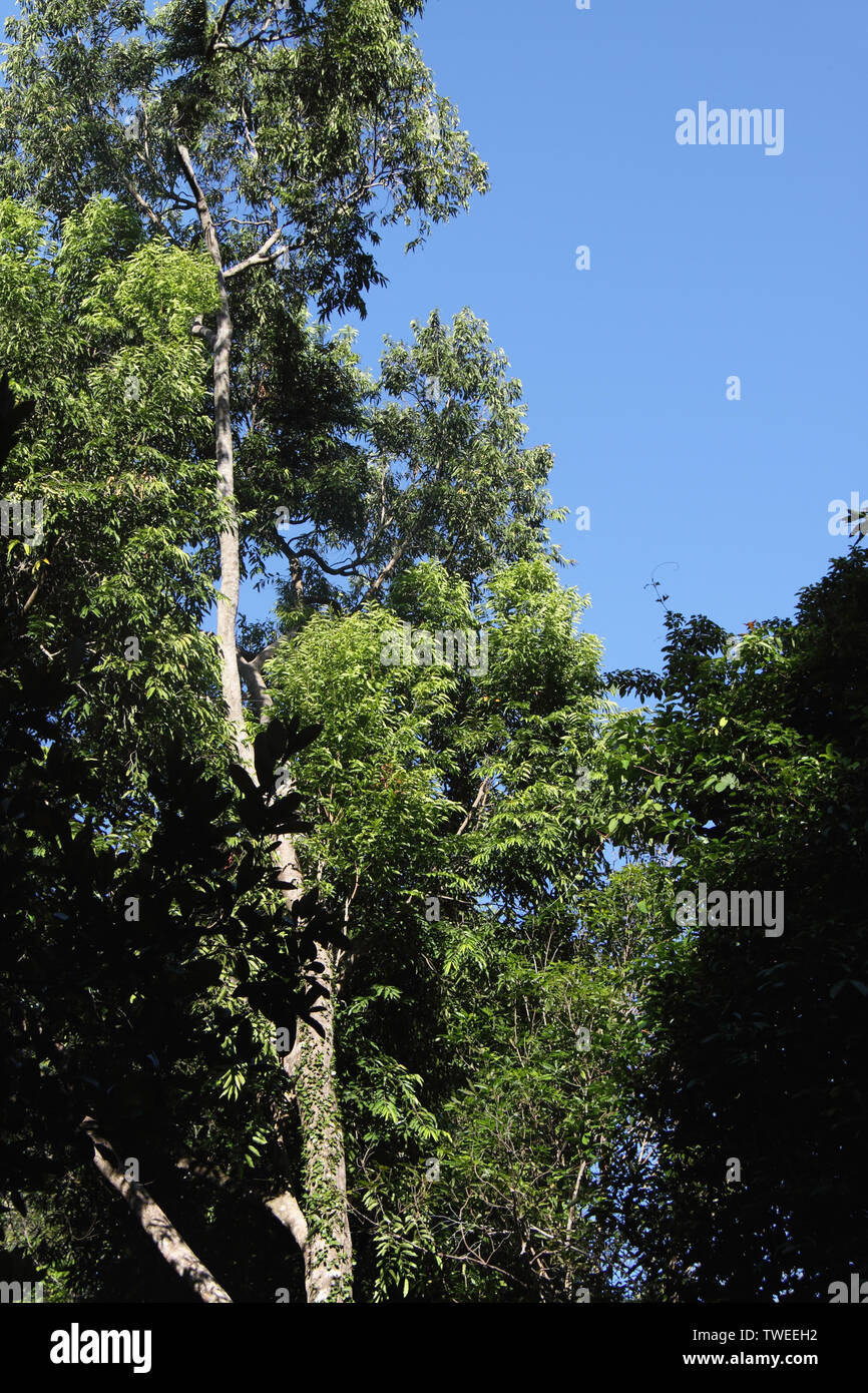 Trees in a forest, Malaysia Stock Photo - Alamy