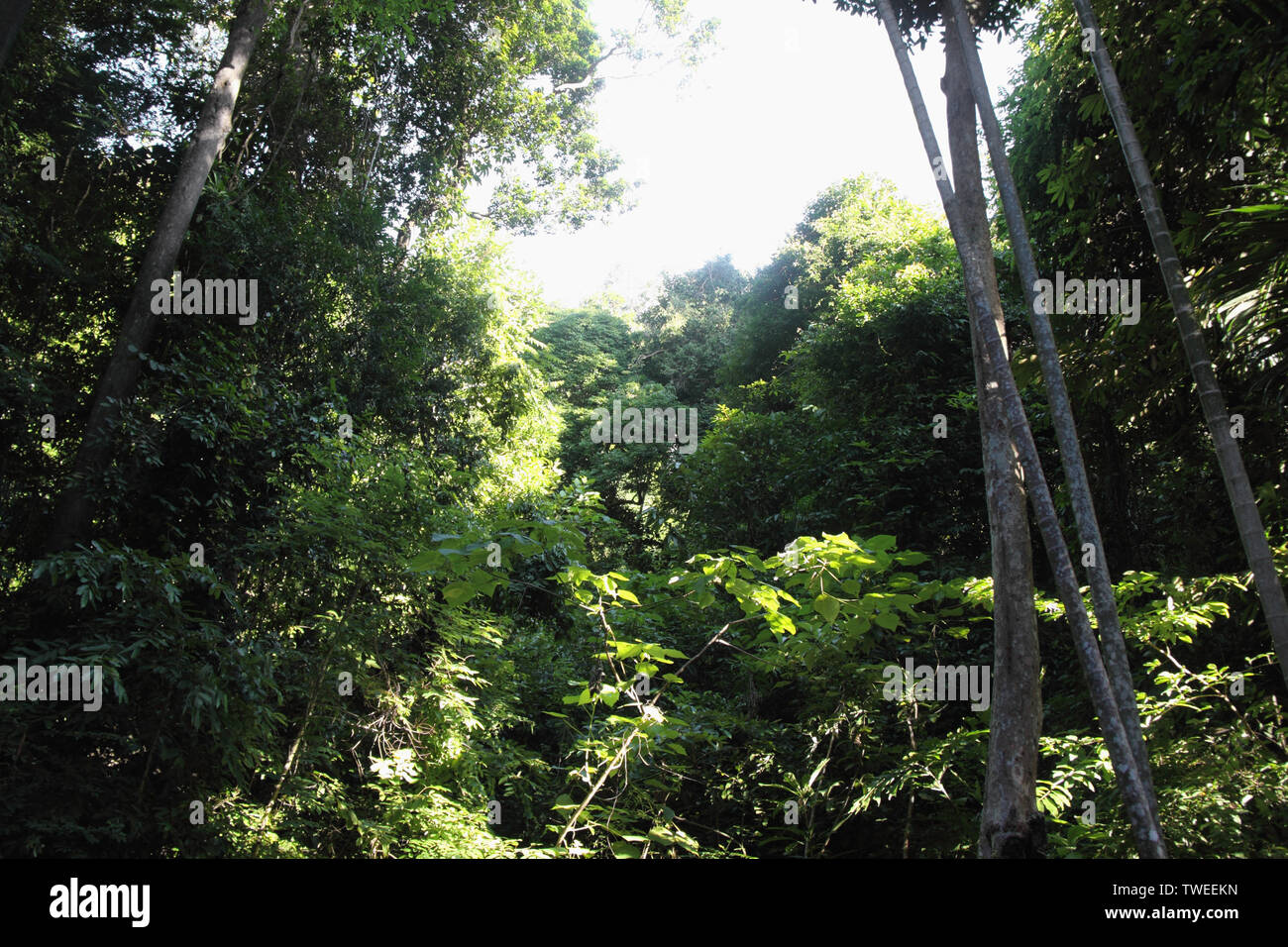 Trees in a forest, Malaysia Stock Photo - Alamy