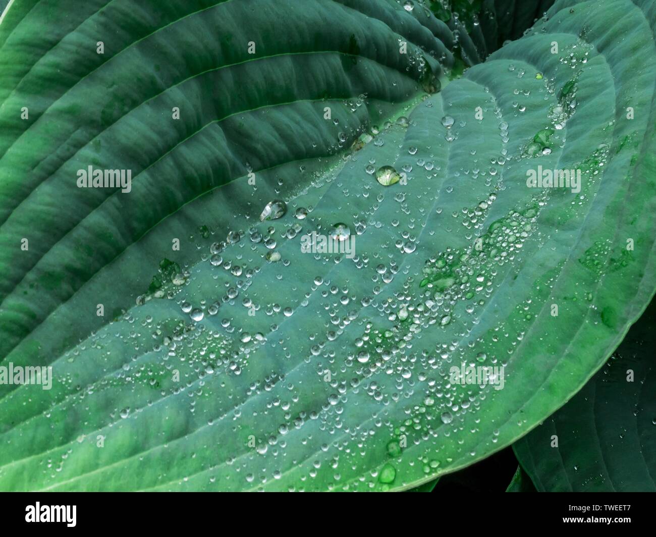 Drops of water held in surface tension on the leaf of a Halcyon Hosta ...