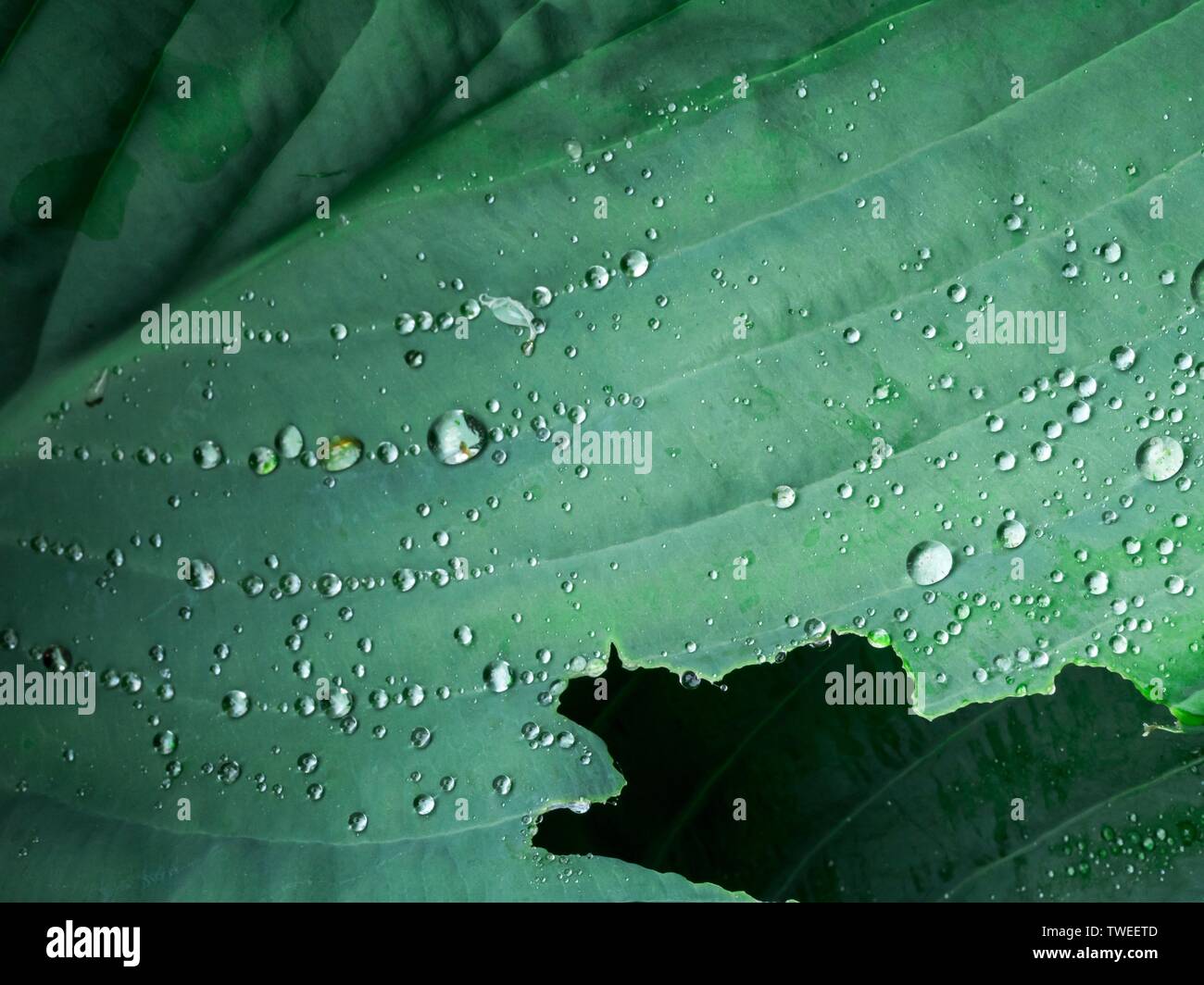 Water droplet surface tension hi-res stock photography and images - Alamy