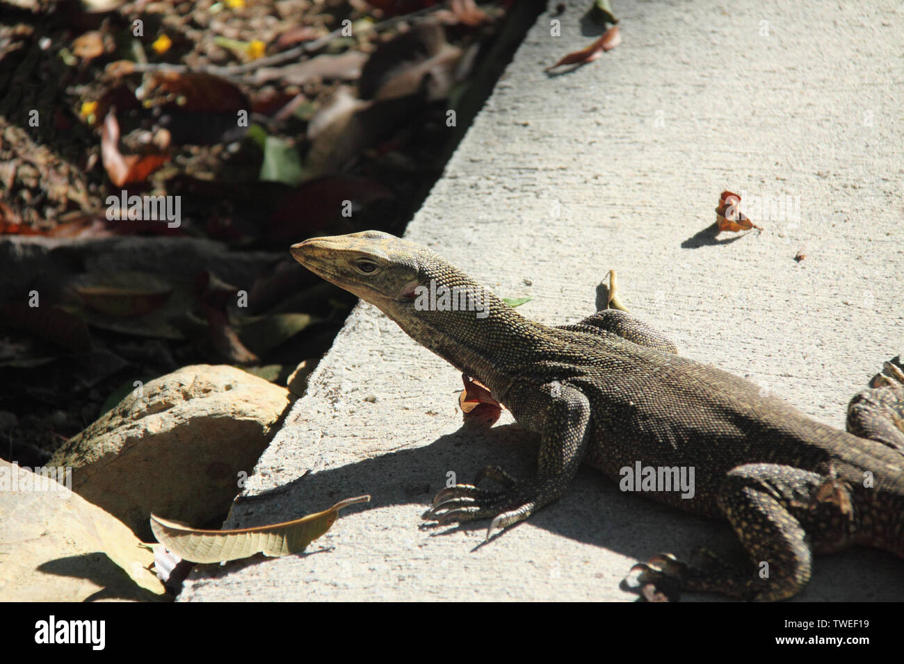 Lizard resting on ledge, Malaysia Stock Photo - Alamy