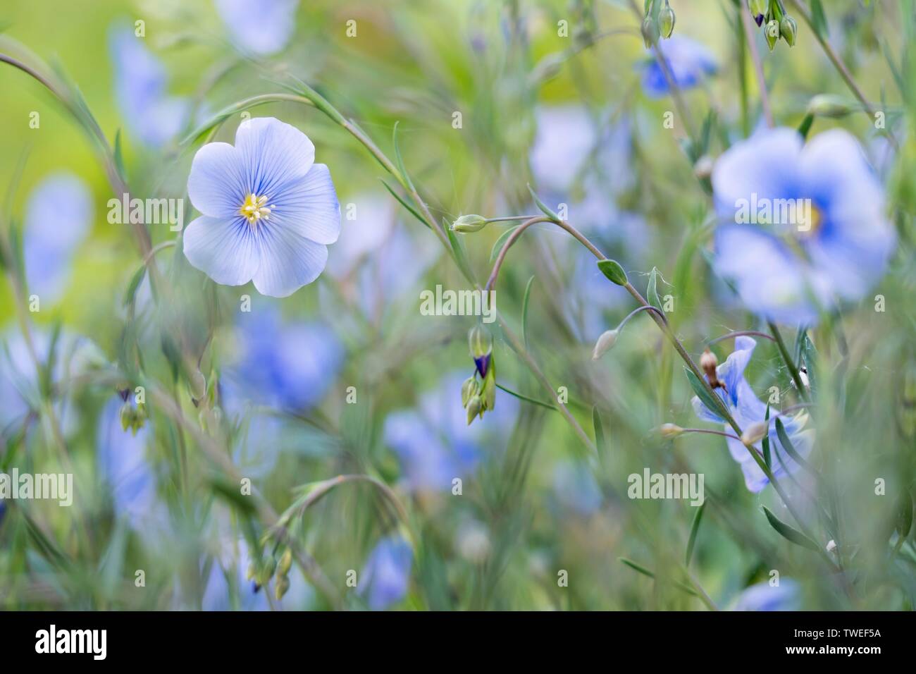 Flax (Linum), blue flowers, Hesse, Germany Stock Photo - Alamy