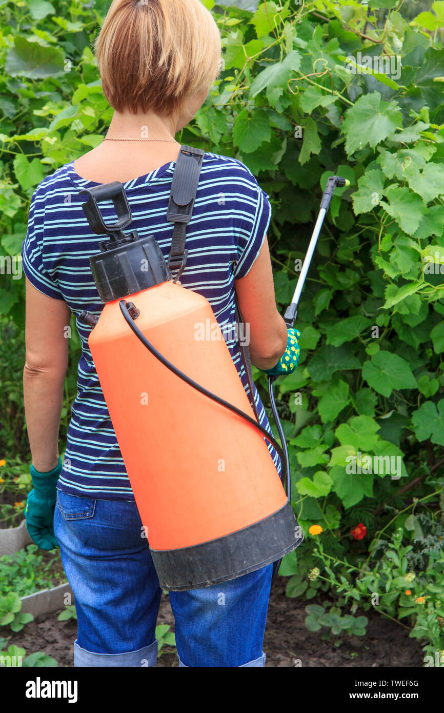 Female farmer is protecting grape bushes from fungal disease or vermin ...