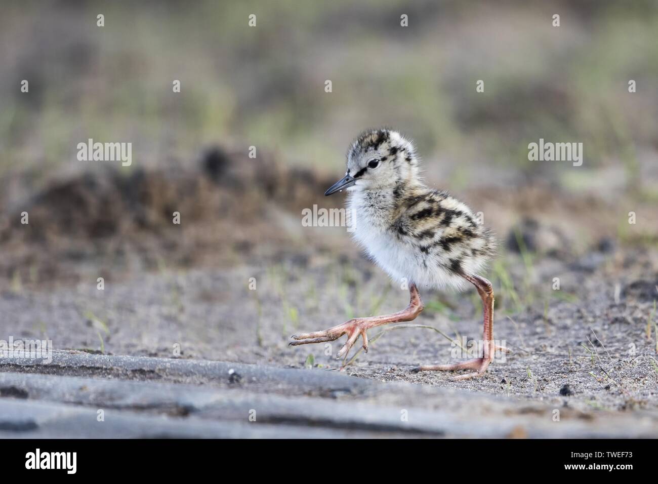 Common redshank (Tringa totanus), chick, running, Texel, West Frisian ...
