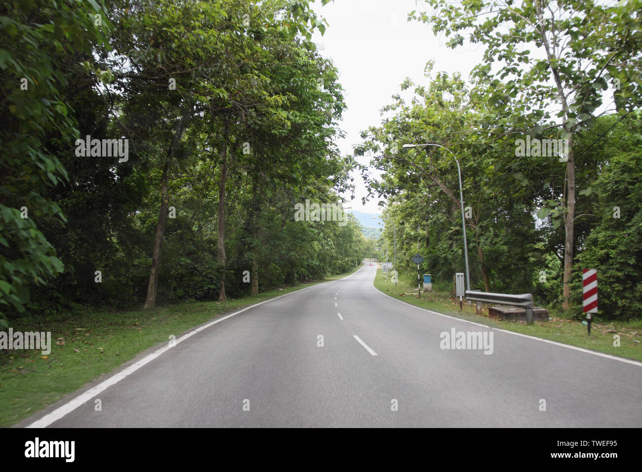 Trees along a road, Malaysia Stock Photo - Alamy