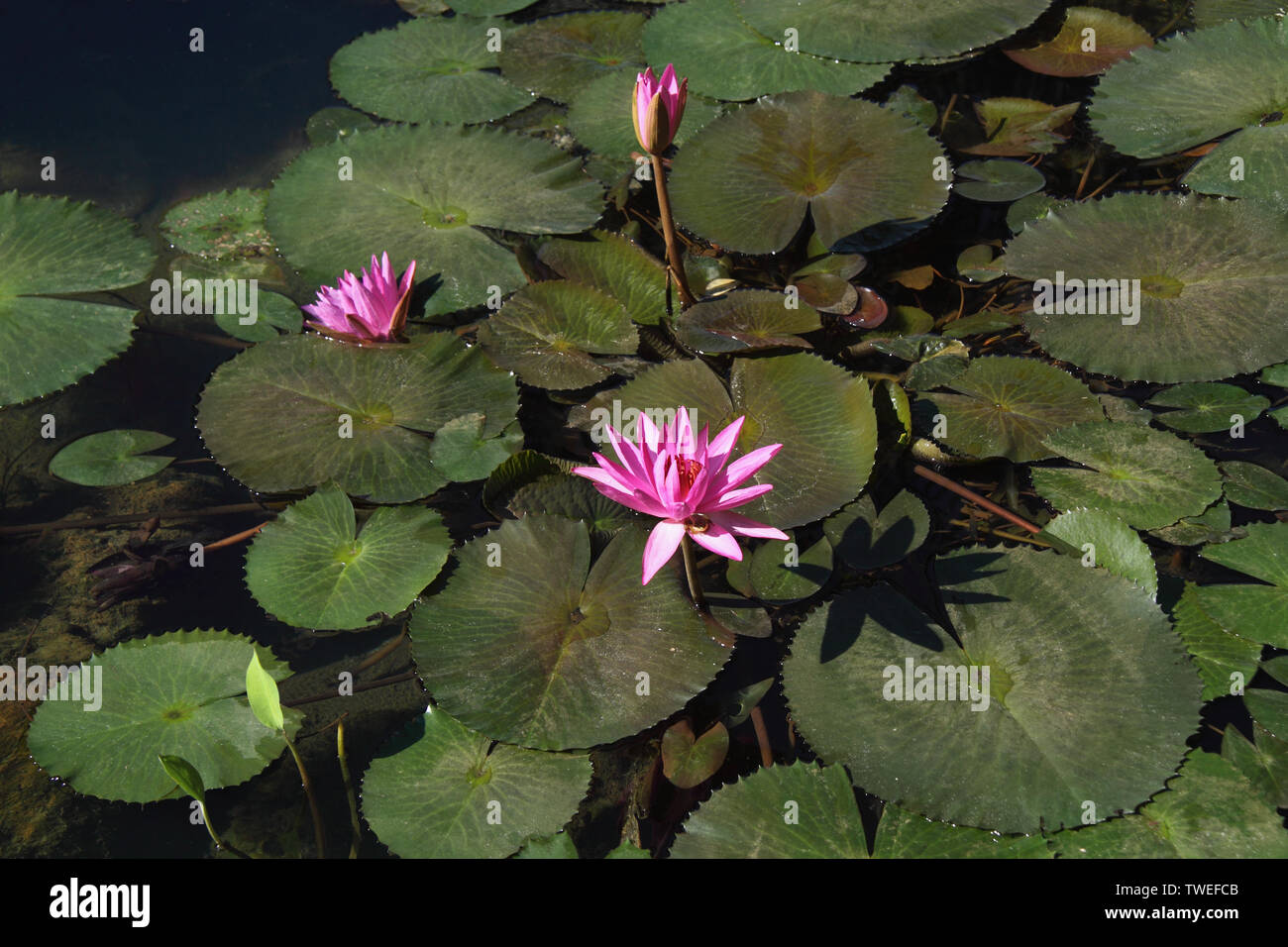 Pink lotus the national flower of india hi-res stock photography and ...
