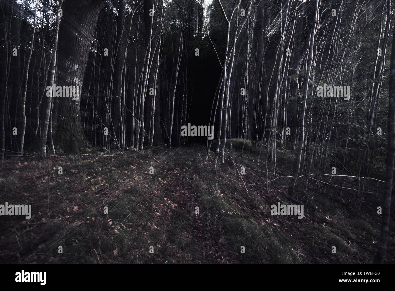 Horror like dark wood photographed with light zoom effect Stock Photo ...