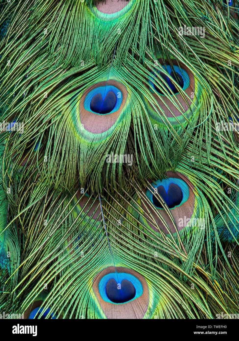 Peacock blue texture hi-res stock photography and images - Alamy