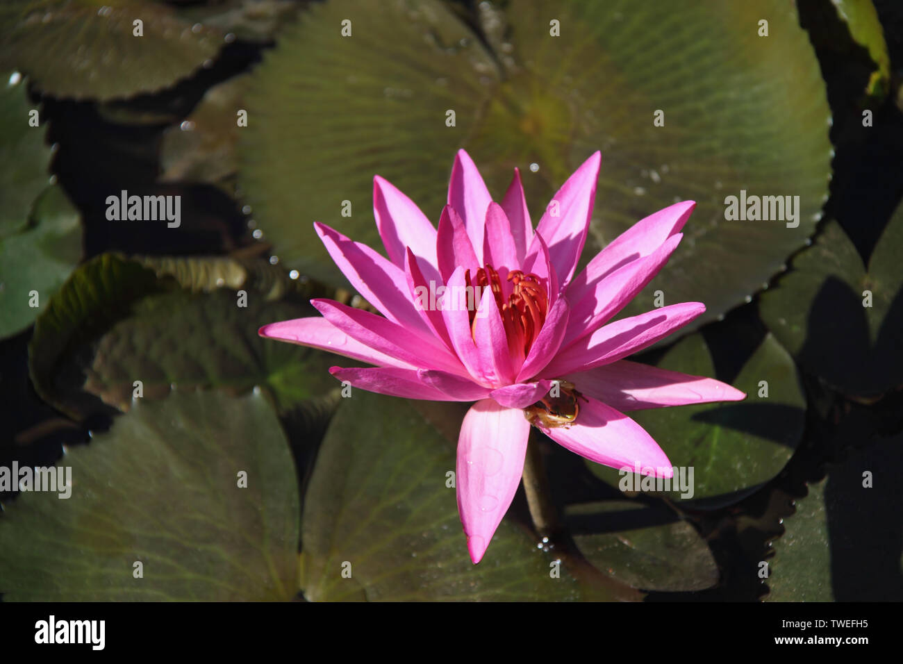 Lily flowers plant of india hi-res stock photography and images - Alamy
