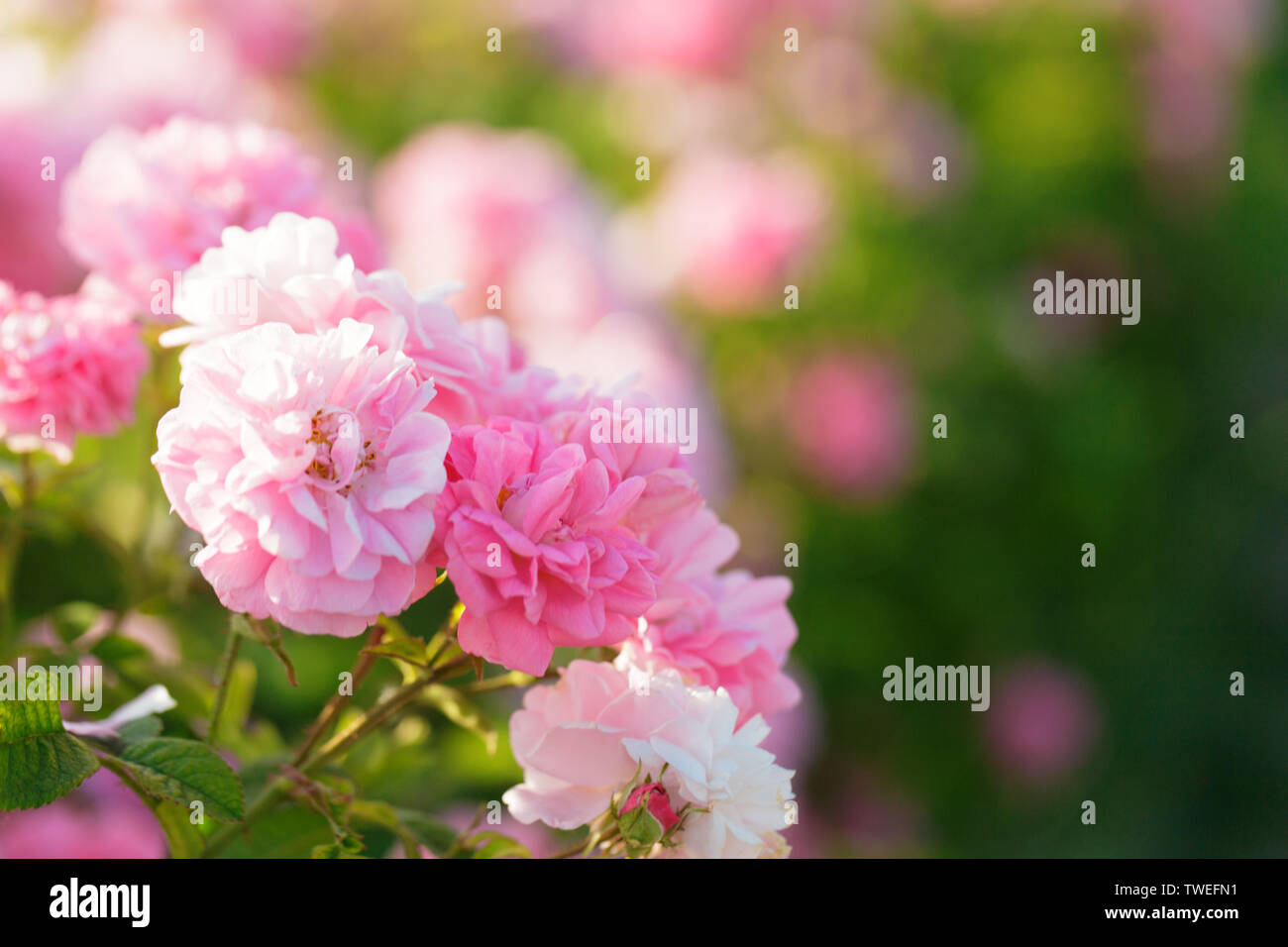 pink rose bush closeup on field background Stock Photo - Alamy