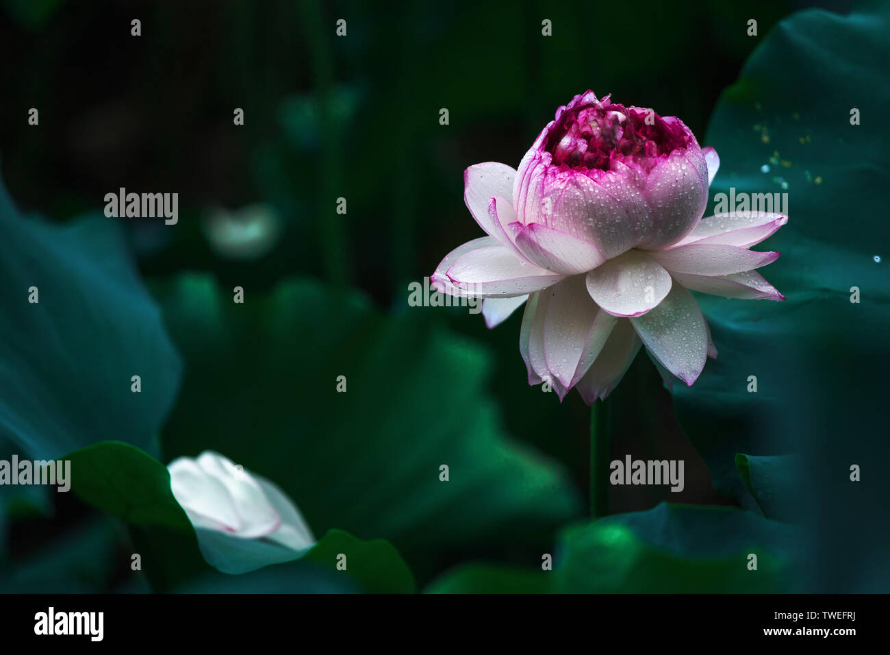 The delicate lotus flowers are showing their changeable posture ...