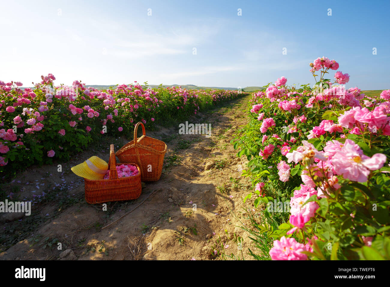 Field of roses Stock Photo - Alamy